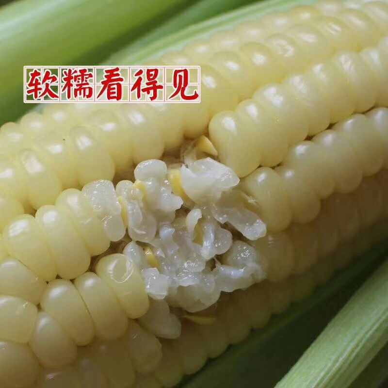 白甜糯玉米简介60天的甜糯玉米品种青贮第2页大山谷图库
