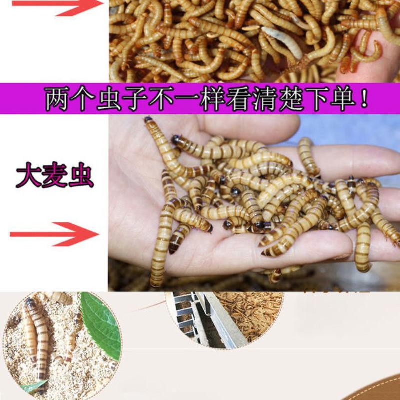 钓鱼活蛆肉蛆活体白蛆活饵蛆虫牙子 面包虫 黄粉虫活体大麦虫活虫 面包虫200条加大麦虫50只私吃视频介绍_钓鱼活蛆肉蛆活体白蛆活饵蛆虫牙子 ...