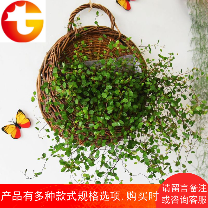 赢夫人(Mrs win)园艺用品报价_参数_图片_视频_怎么样_问答-苏宁易购