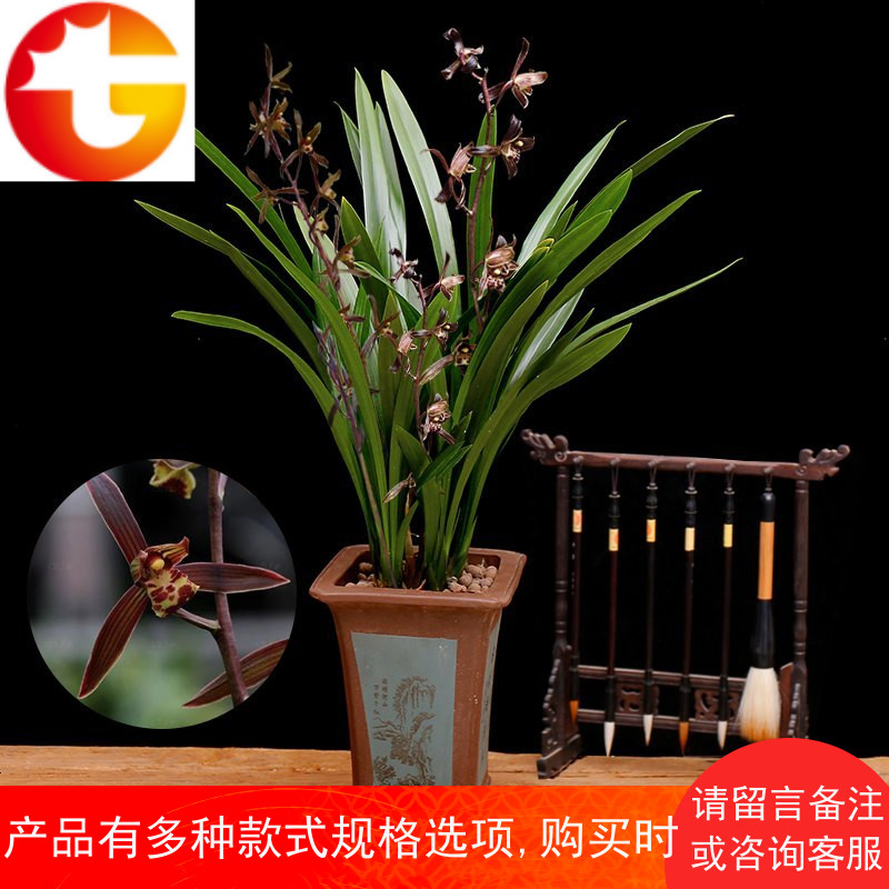 赢夫人(Mrs win)园艺用品报价_参数_图片_视频_怎么样_问答-苏宁易购