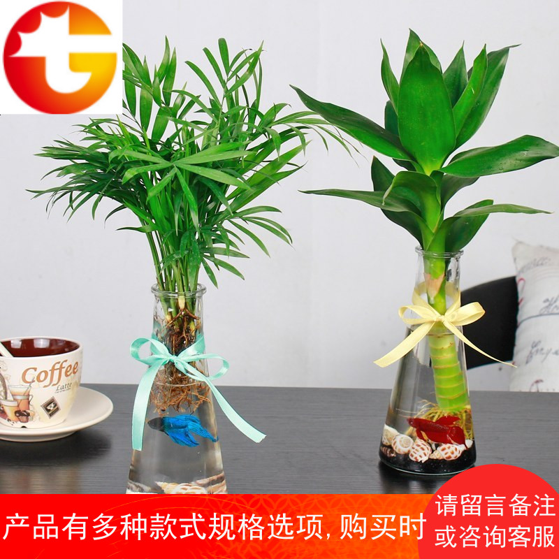 赢夫人(Mrs win)报价_参数_图片_视频_怎么样_问答-苏宁易购